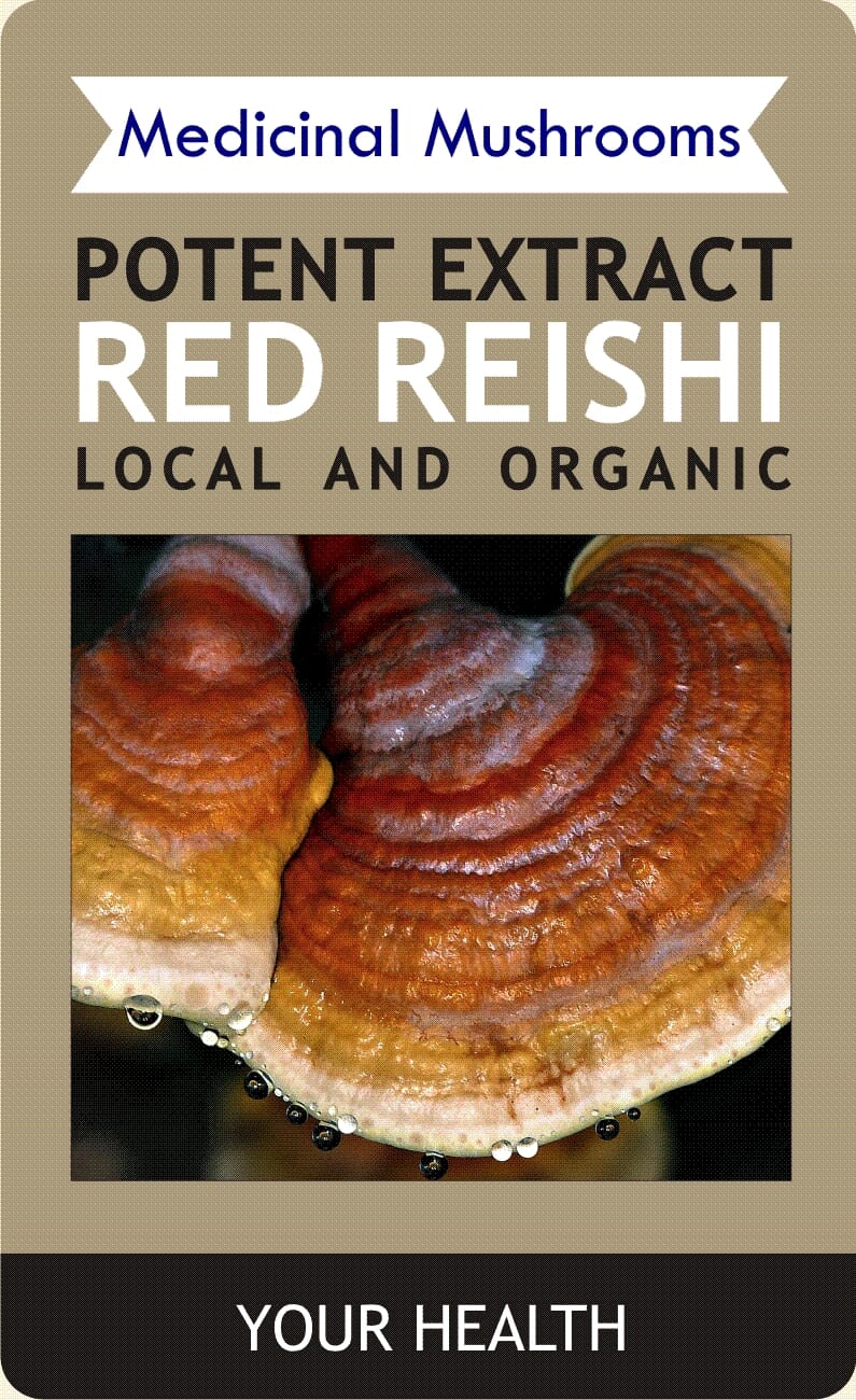 Mushroom spawn, truffle tree nursery, training and consultation