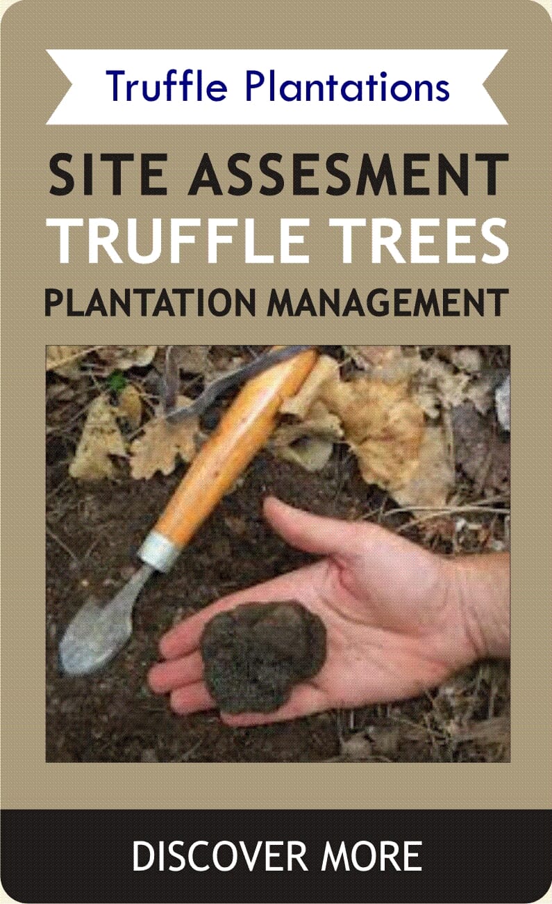 Mushroom spawn, truffle tree nursery, training and consultation
